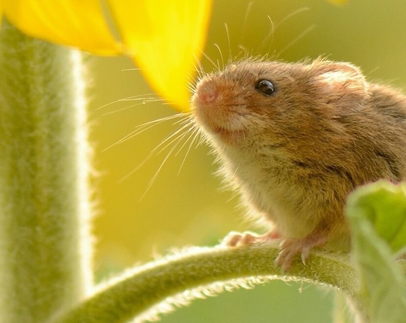 Sunflower-mouse-leaves - Holley Designs | Professional Garden Design ...