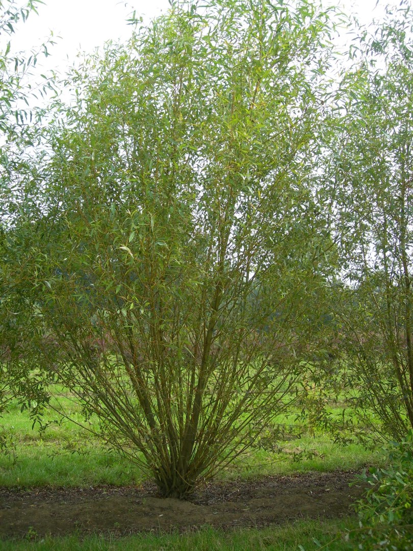 5 UK native trees to plant in a small garden - Karen Holley ...